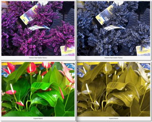 The Colorblindness Simulation Image Filter Is Kind of Depressing