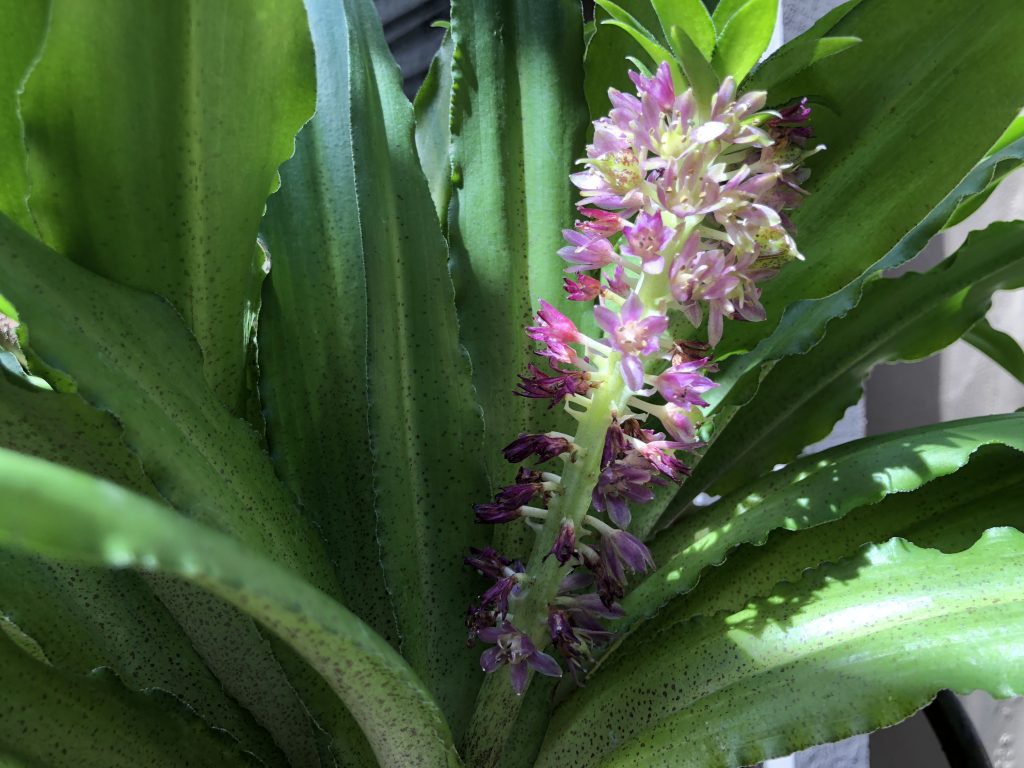 Roger's Gardens in Corona del Mar Is One of My Favorite Places