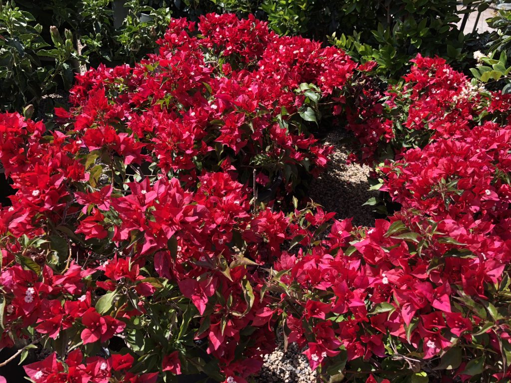 Roger's Gardens in Corona del Mar Is One of My Favorite Places